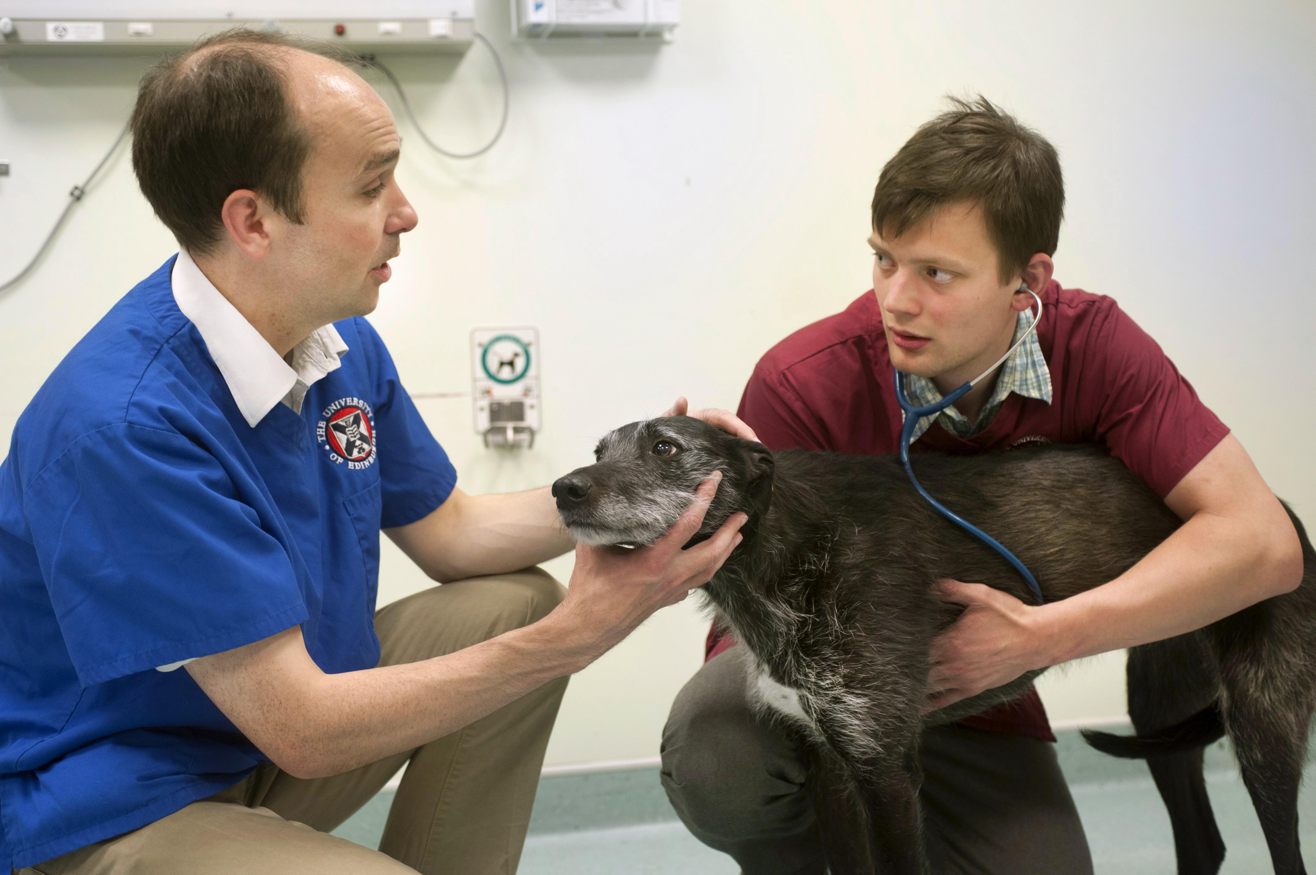ECAT veterinary clinical lectureships | Edinburgh Clinical Academic ...